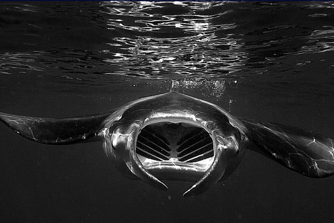 Kona's Magical Manta Ray Night Snorkel: Small-Group Eco-Tour - What’s Included and What’s Not?