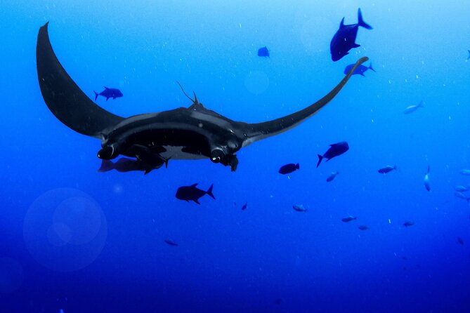 Kona's Magical Manta Ray Night Snorkel: Small-Group Eco-Tour - Why This Tour Is Worth It