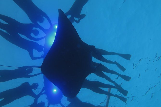 Kona's Magical Manta Ray Night Snorkel: Small-Group Eco-Tour - Final Thoughts: Who Will Love This Experience?