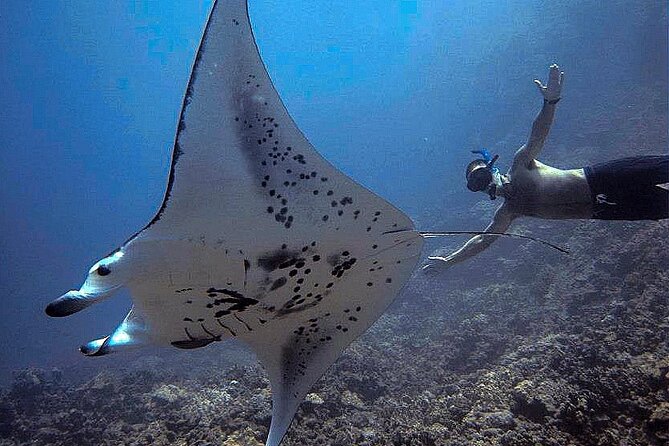 Kona's Magical Manta Ray Night Snorkel: Small-Group Eco-Tour - FAQ