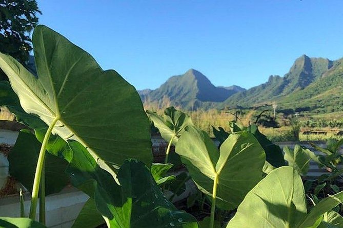 Kualoa Ranch - Kualoa Grown Tour - Who Is This Tour Best For?  