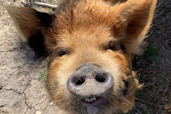 KuneKune Pig Farm Tour - Key Points