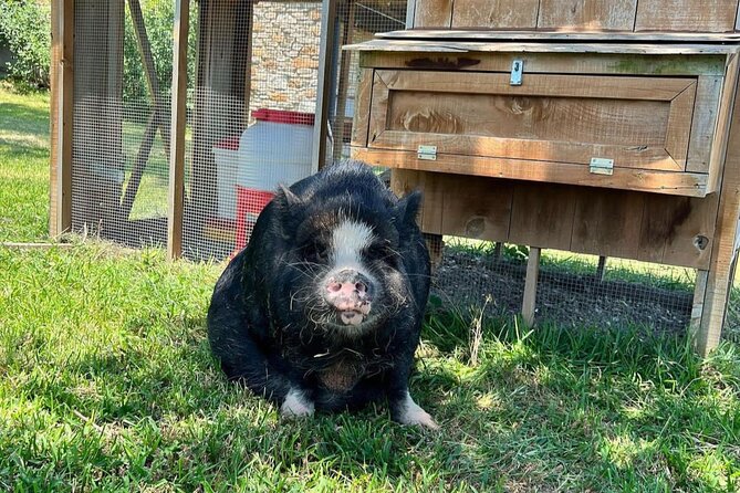 KuneKune Pig Farm Tour - An In-Depth Look at the Tour Experience