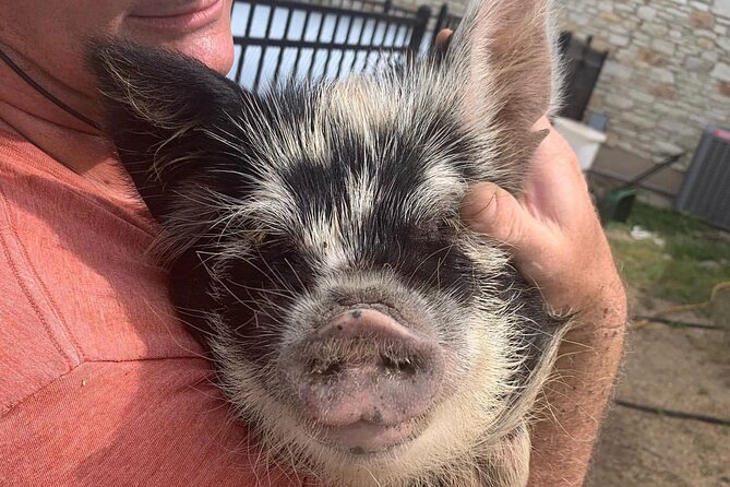 KuneKune Pig Farm Tour - Final Thoughts