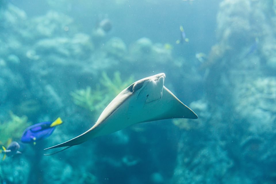 LA: Aquarium of the Pacific Skip-the-Line Entry - Final Thoughts: Is It Worth It?