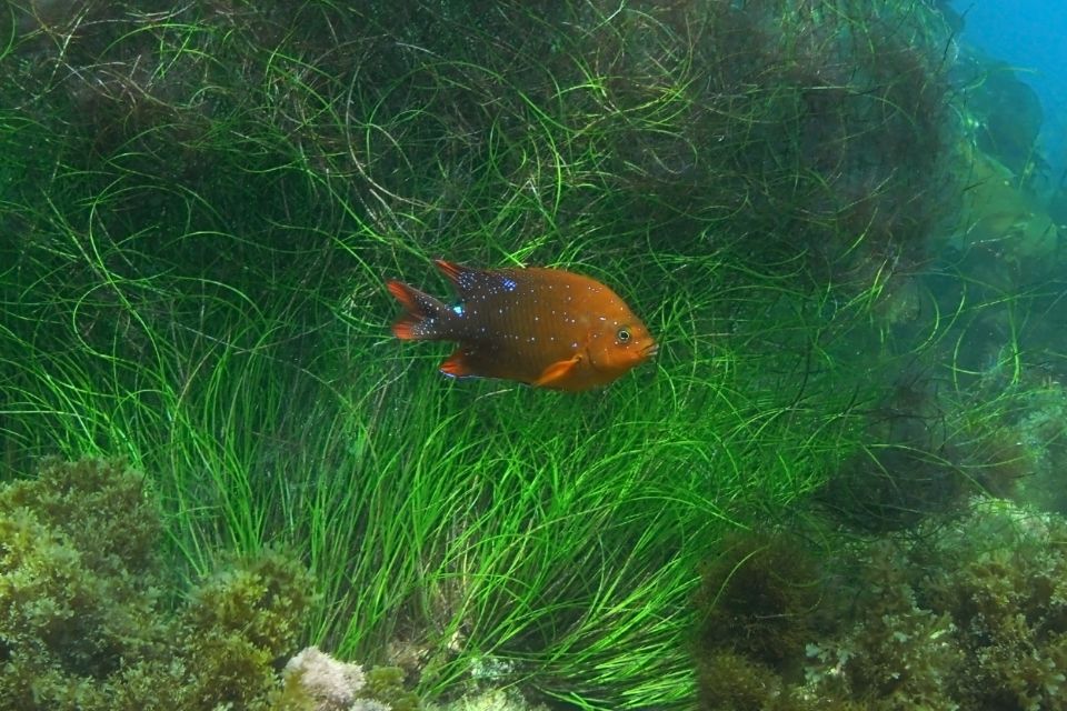 La Jolla: 2.5-Hour Kayak and Snorkel Tour - Introduction to the Tour