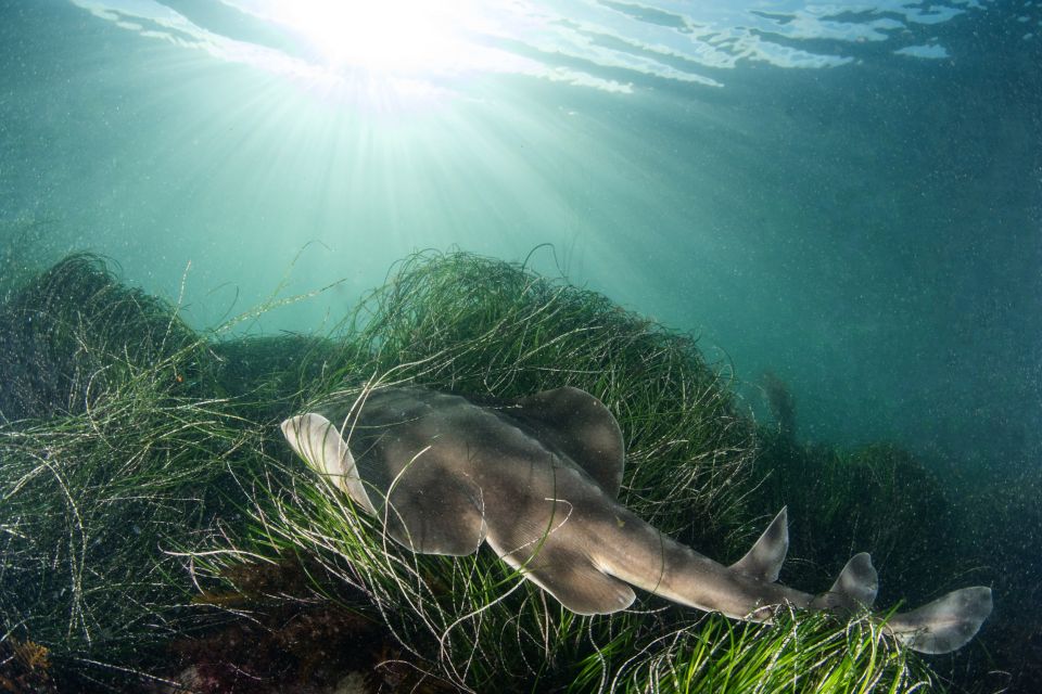La Jolla: 2.5-Hour Kayak and Snorkel Tour - What’s Included and What’s Not
