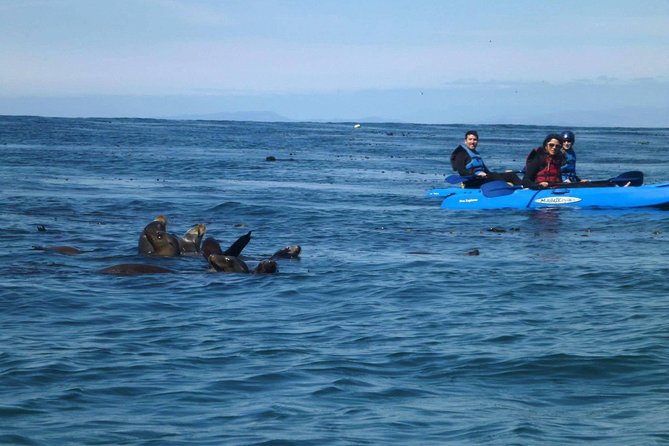 La Jolla Sea Caves Kayak Tour For Two (Tandem Kayak) - An Unforgettable La Jolla Kayaking Adventure