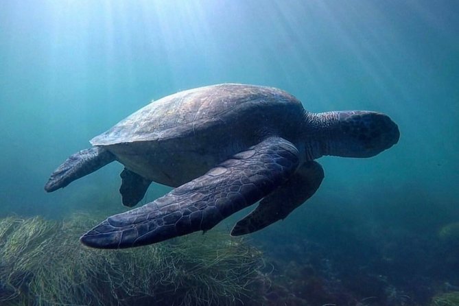 La Jolla Sea Caves Kayak Tour For Two (Tandem Kayak) - In Summary