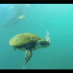 La Jolla: Sunset Kayak Tour of the 7 Caves - Frequently Asked Questions