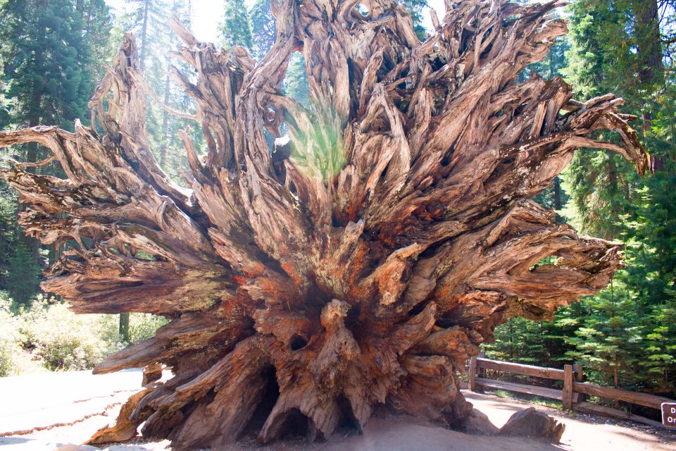LA: San Francisco, Yosemite, Vegas, Grand Canyon 7-Day Tour - Pricing and Value