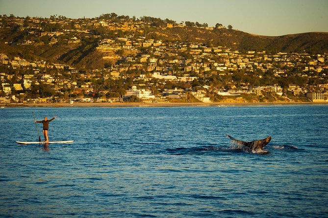 Laguna Beach SUP Lesson and Tour - A Closer Look at the Laguna Beach SUP Tour Experience