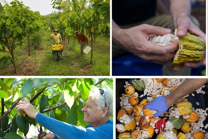 Lahaina: Maui Ku'ia Estate Guided Cacao Farm Tour and Tasting - A Closer Look at the Itinerary and Experience