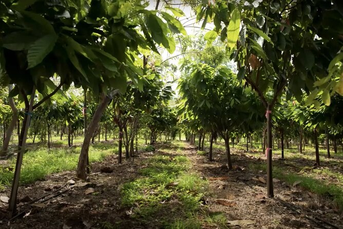 Lahaina: Maui Ku'ia Estate Guided Cacao Farm Tour and Tasting - FAQs