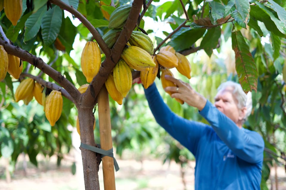 Lahaina: Maui Ku'ia Estate Guided Cacao Farm Tour & Tasting - Introduction: Why This Tour is a Sweet Surprise
