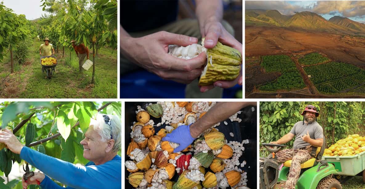 Lahaina: Maui Ku'ia Estate Guided Cacao Farm Tour & Tasting - A Deep Dive into the Itinerary