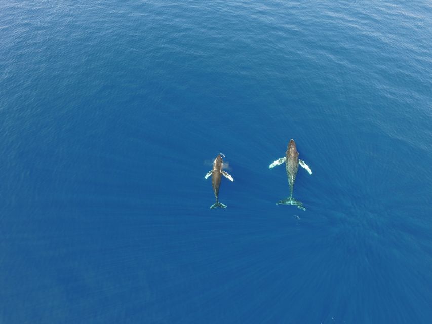 Lahaina: Private Sunset Sailing Trip & West Maui Mountains - Key Points  