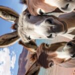 Lake Date for Two: Paddleboard & Picnic by Hoover Dam - Frequently Asked Questions