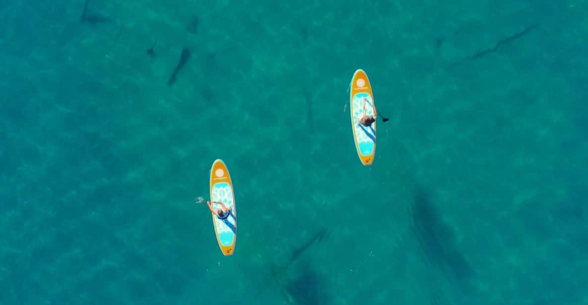 Lake Mead: Paddle Board Rental - Key Points  