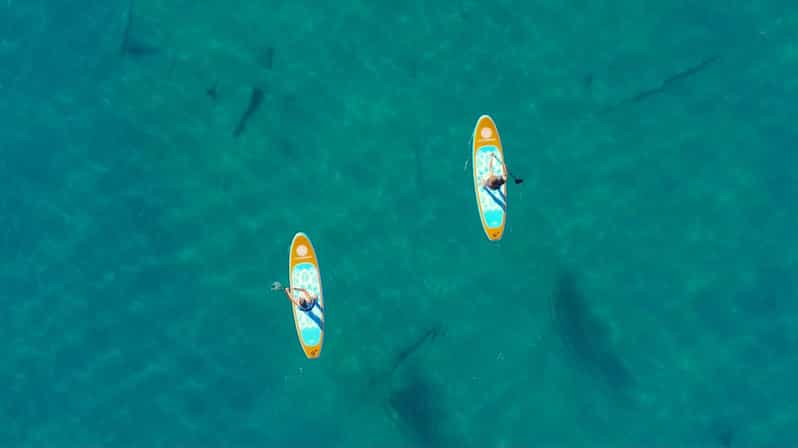 Lake Mead: Paddle Board Rental - Why Lake Mead and This Paddleboard Tour Stand Out
