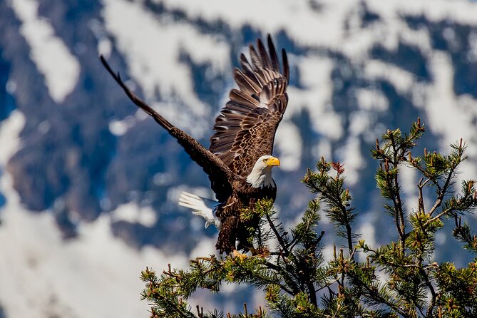 Lake Tahoe Small-Group Photography Scenic Half-Day Tour - FAQ