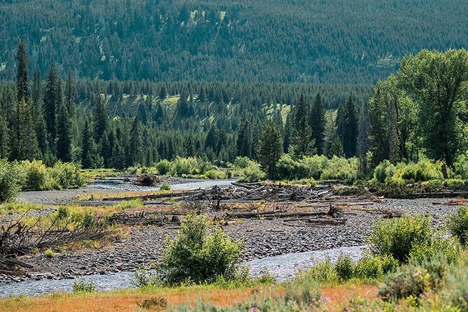 Lamar River Valley Day Hike Tour - Lamar Valley: The American Serengeti