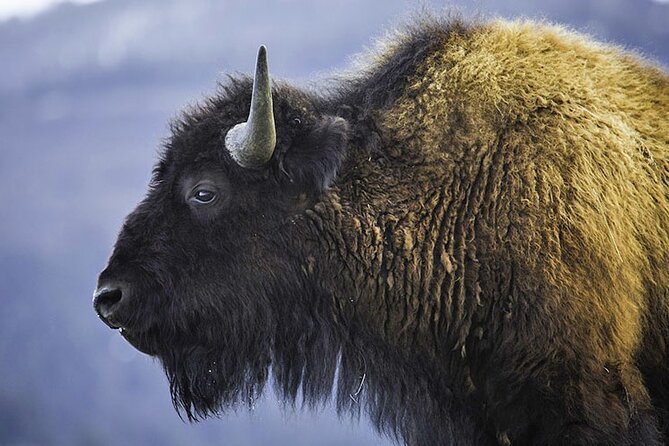 Lamar River Valley Day Hike Tour - Wildlife Encounters: What You Might See