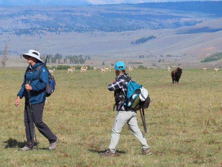 Lamar Valley: Safari Hiking Tour with Lunch - Lamar Valley: Safari Hiking Tour with Lunch