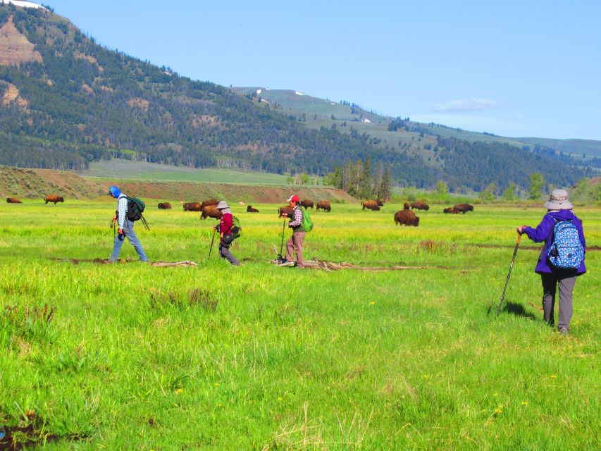 Lamar Valley: Safari Hiking Tour with Lunch - Authentic Experiences and Real Opinions