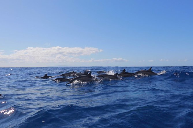 Lanai Deluxe Dolphin Adventure & 3 Snorkel Sites - Crew and Guides: Knowledgeable and Friendly  