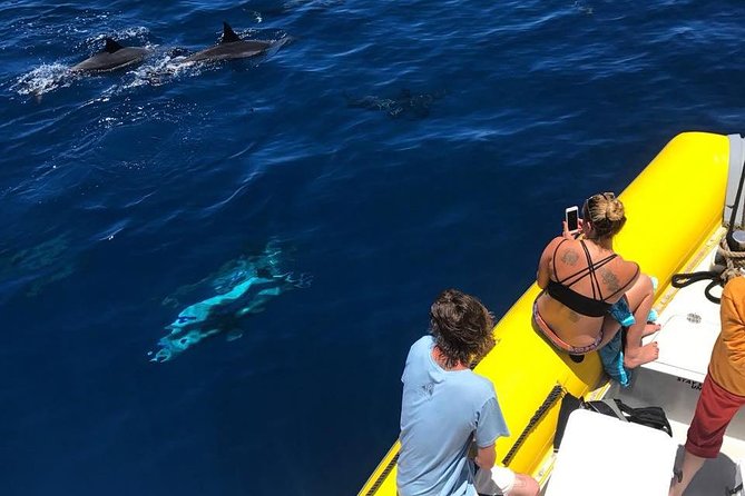 Lanai Deluxe Dolphin Adventure & 3 Snorkel Sites - Who Will Enjoy This Tour Most?  