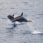 Lanai Snorkel and Dolphin Watch from Maalaea - The Real Value of This Tour