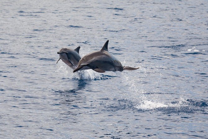 Lanai Snorkel and Dolphin Watch from Maalaea - The Real Value of This Tour