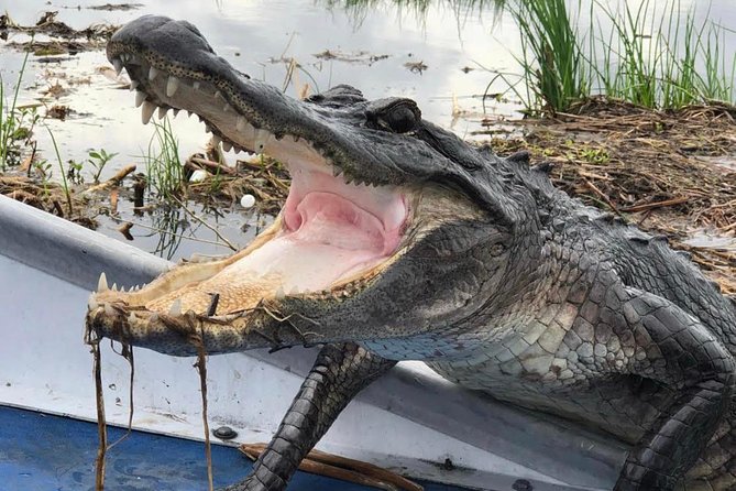 Large Airboat Swamp Tour with Transportation from New Orleans - The Experience in Detail