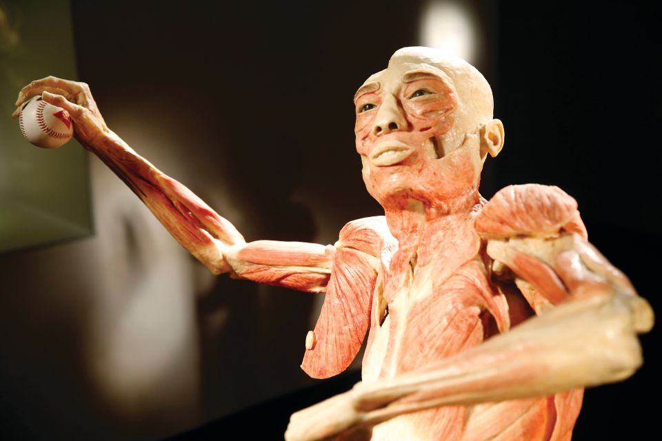 Las Vegas: BODIES | The Exhibition at the Luxor - A Deep Dive into the Experience