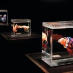Las Vegas: BODIES | The Exhibition at the Luxor - Who Will Love This?