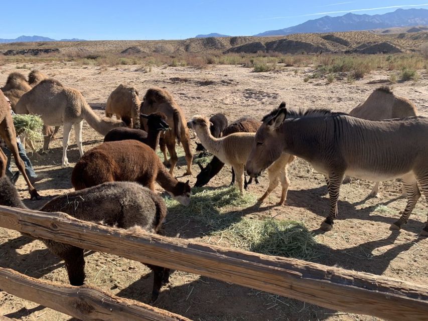 Las Vegas: Camel Safari Zoo Safari Tram Tour - Practical Details and Tips
