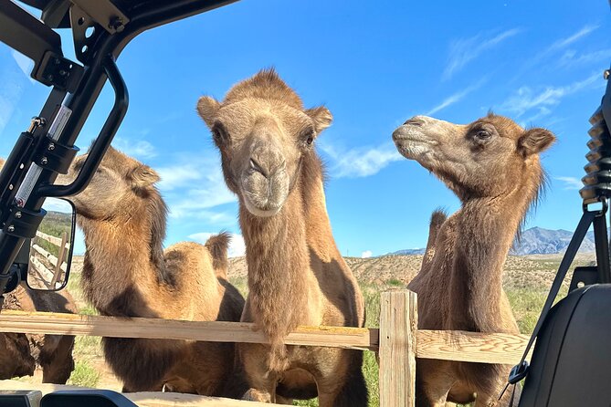 Las Vegas Guided UTV Safari and Zoo Tour - What’s Included and What to Expect