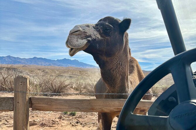 Las Vegas Guided UTV Safari and Zoo Tour - FAQs