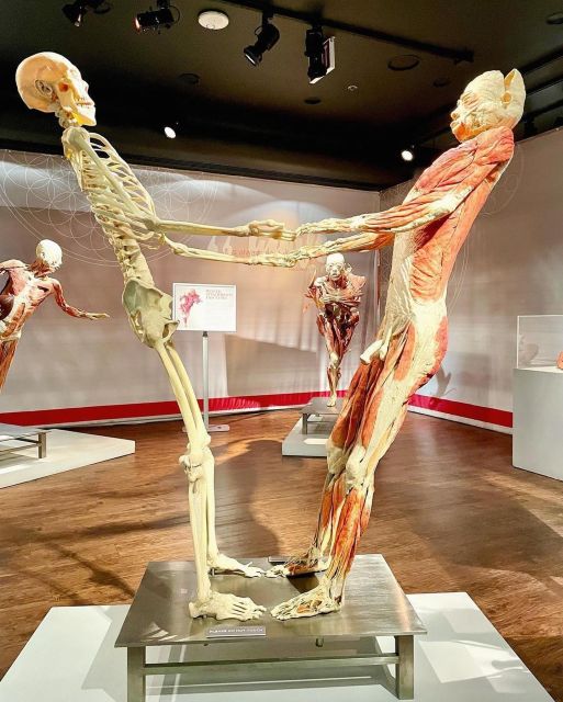 Las Vegas: REAL BODIES at Horseshoe Las Vegas Entry Ticket - Who Is This Experience Best For?