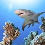 Las Vegas: Shark Reef Aquarium & VR Experience Entry Ticket - What to Expect During Your Visit