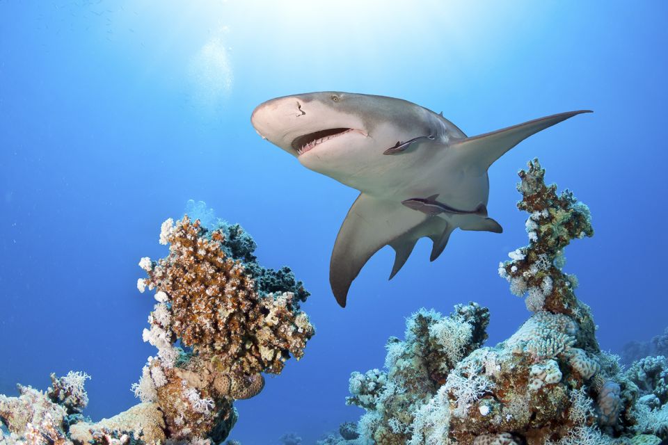 Las Vegas: Shark Reef Aquarium & VR Experience Entry Ticket - What to Expect During Your Visit