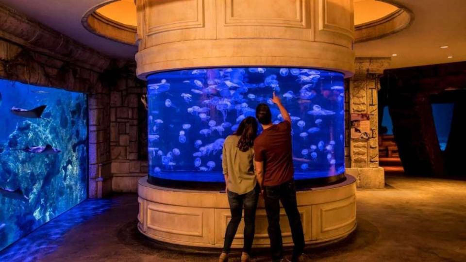 Las Vegas: Shark Reef Aquarium & VR Experience Entry Ticket - About the Experience Provider