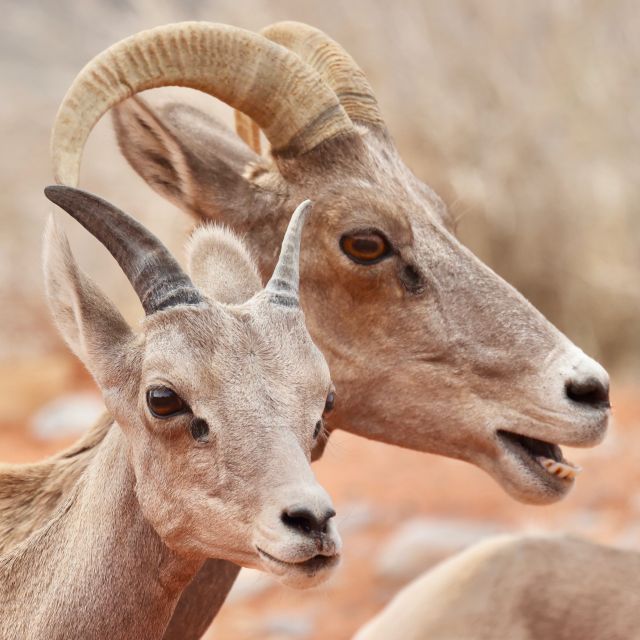 Las Vegas: Valley of Fire and Red Rock Canyon Day Trip - Key Points