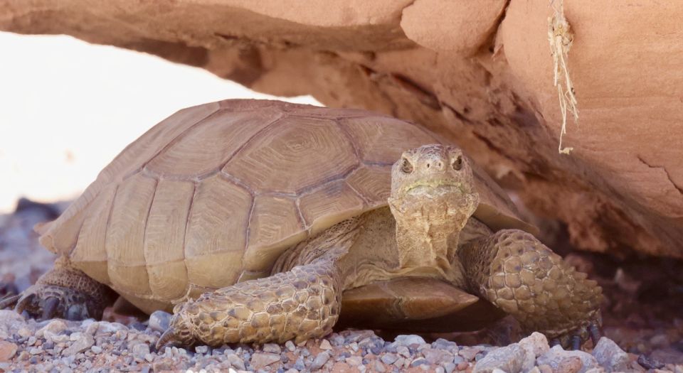 Las Vegas: Valley of Fire Sunset Tour with Hotel Transfers - FAQ