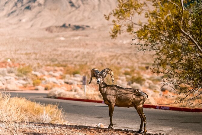 LasVegas Small Group 6Hour Valley of Fire/Hoover Dam/Boulder City - Who Should Book This Tour?