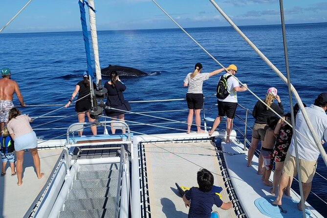 Late Morning Whale Watch Cruise from A'bay - The Experience at a Glance: What to Expect