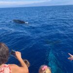 Late Morning Whale Watch Cruise from A'bay - The Itinerary in Detail