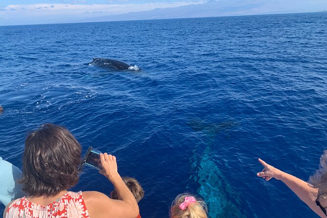 Late Morning Whale Watch Cruise from A'bay - The Itinerary in Detail