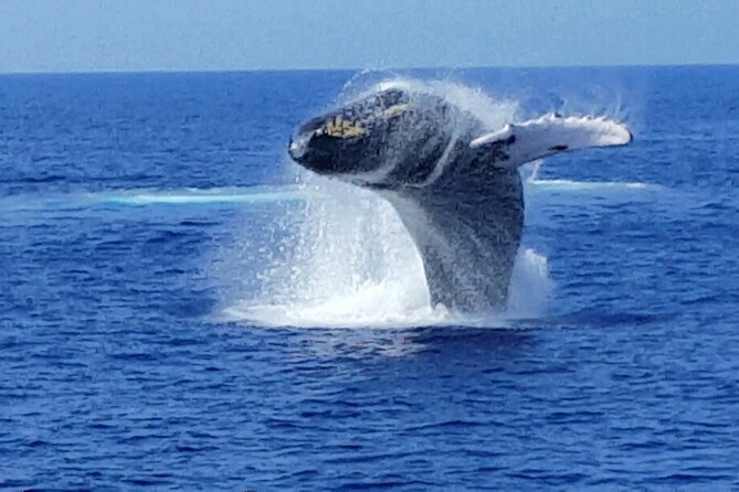 Late Morning Whale Watch Cruise from A'bay - Final Thoughts: Is It Right for You?